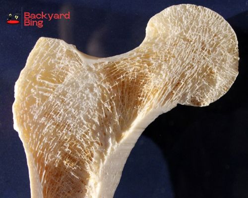 Why Do My Ribs Hurt After Trampoline And How Do I Stay Safe?